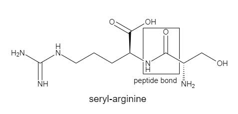 Give the structural formula of two different dipeptides form | Quizlet