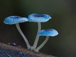 Pixie Dust | JE Minecraft Skin