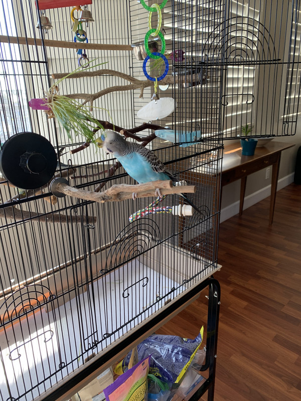 TP loves wheat grass — Postimages