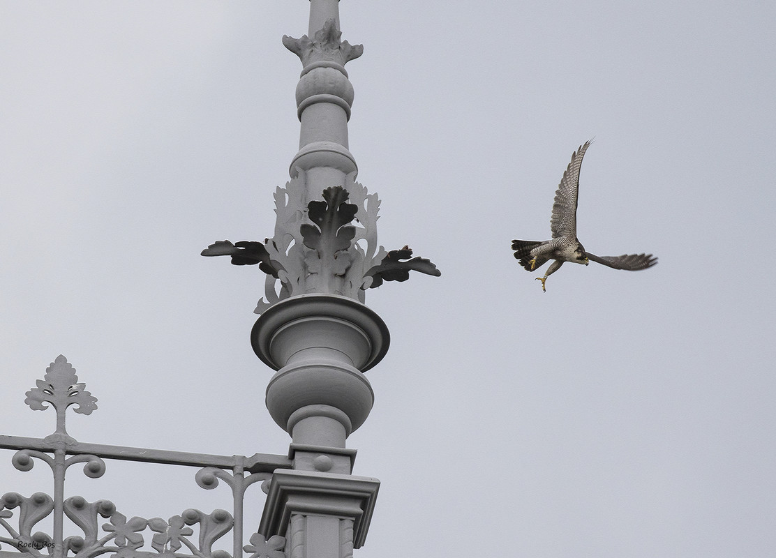 Slechtvalk NS Rijks IMG 4635 — Postimages