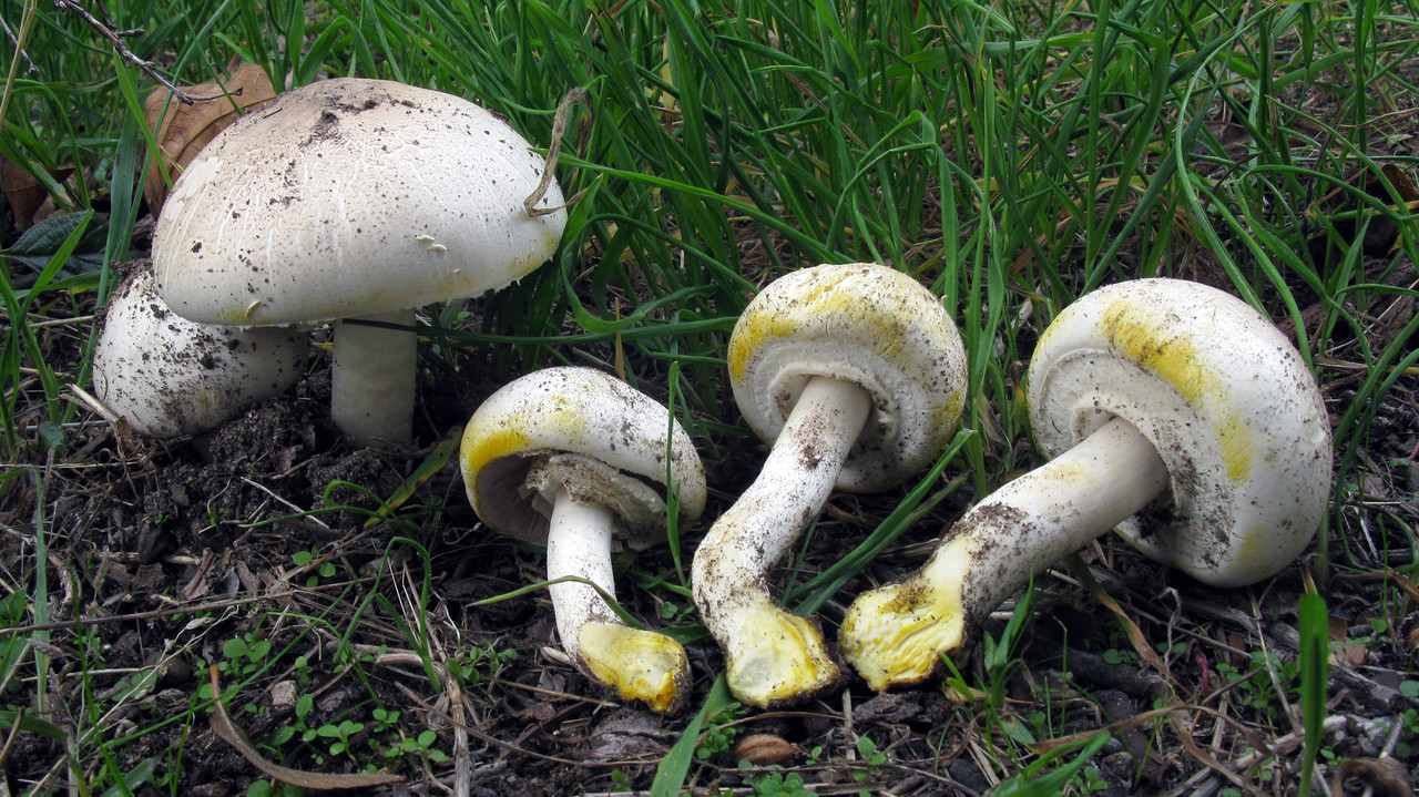 Agaricus xanthodermus AWP 20201020 — Postimages