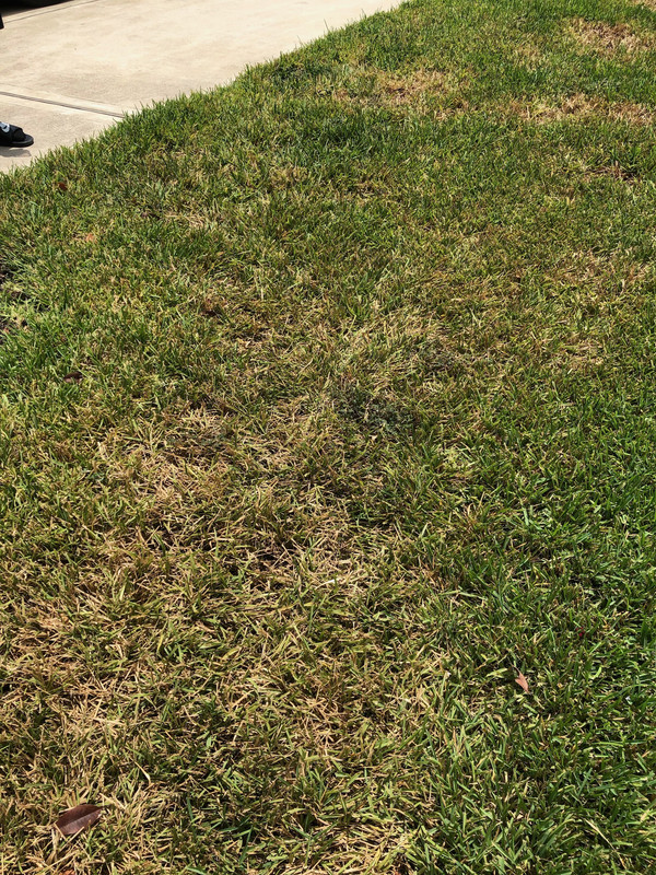 Chinch bug damage | Lawn Care Forum
