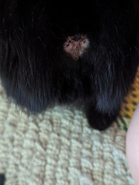 What is this on my cat's anus? : r/CatAdvice