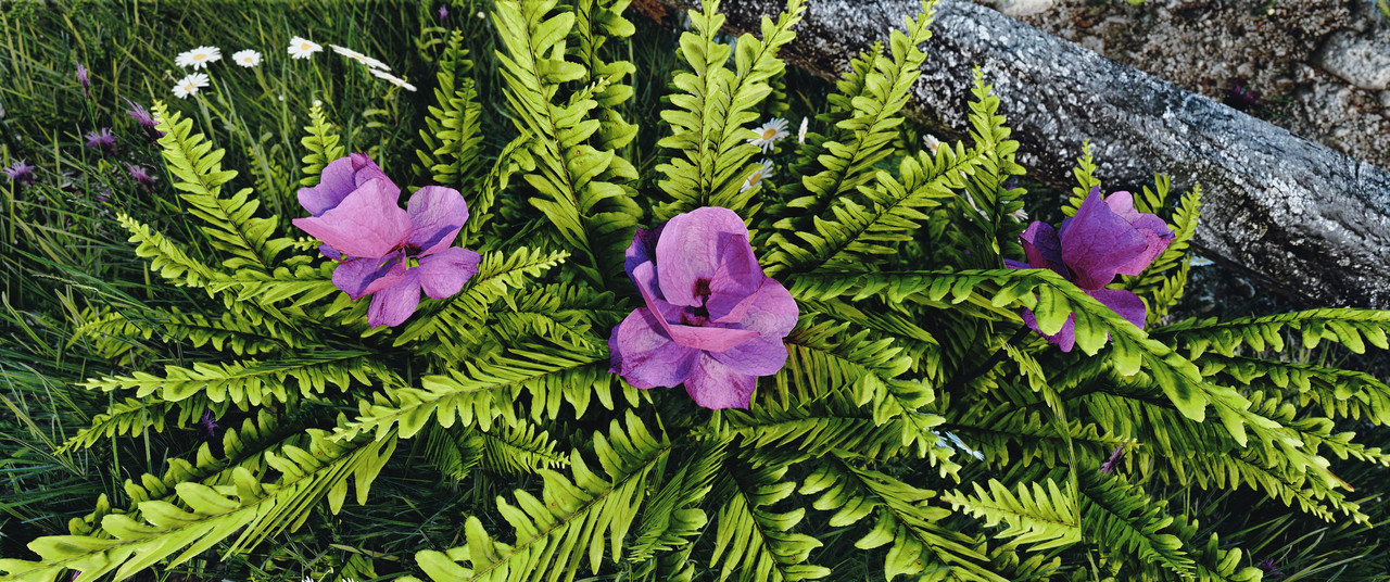 Luxor's Fern HD Purple at Fallout 4 Nexus - Mods and community