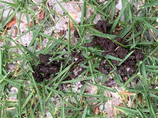 Mole Cricket Mounds