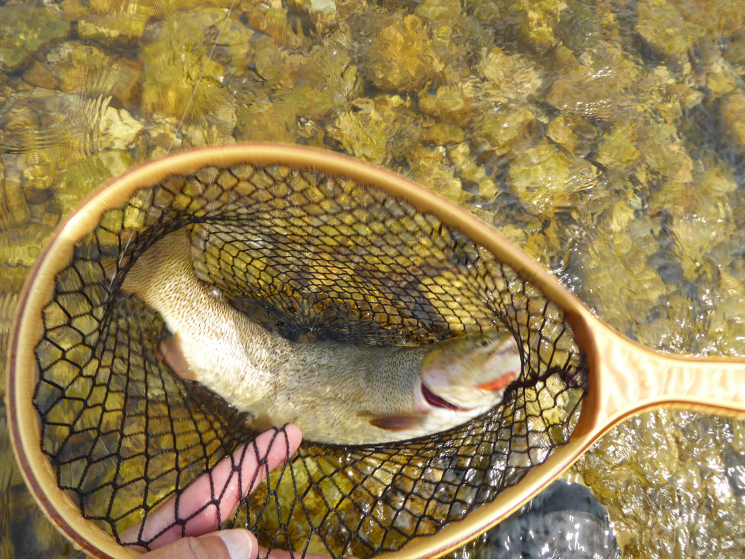 37529319 4757 4 CDD BDAF D661 E7 BDB1 FC — Postimages