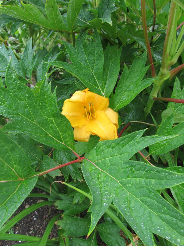 Hemerocallis ' Double River Wye' — Postimages