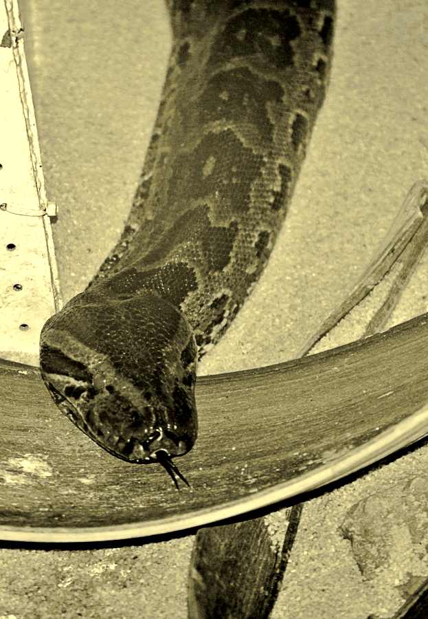 Burmese Python — Postimages