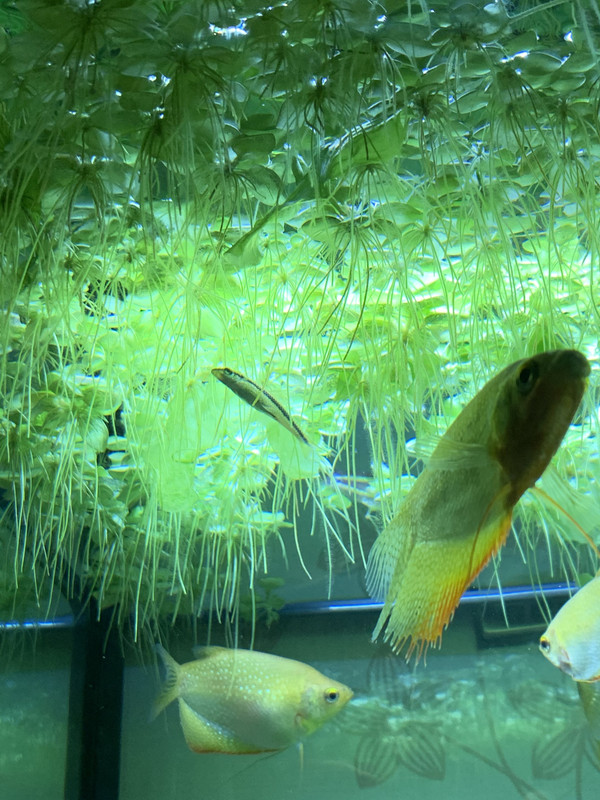 01930 A8 F 9167 473 B B05 E 1502 ADC003 F5 — Postimages