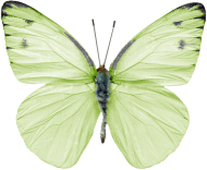 e green butterfly — Postimages