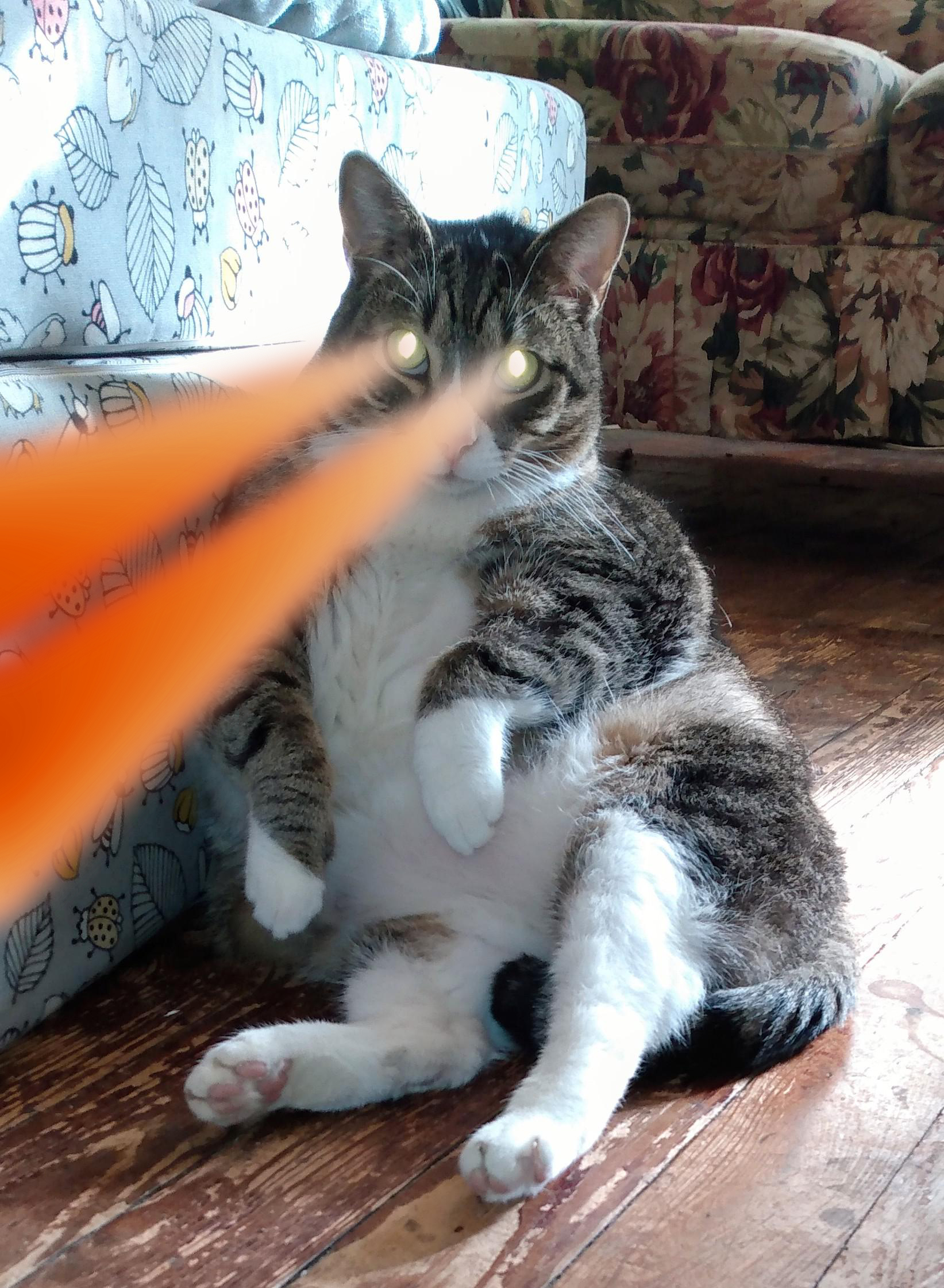 cat laser — Postimages