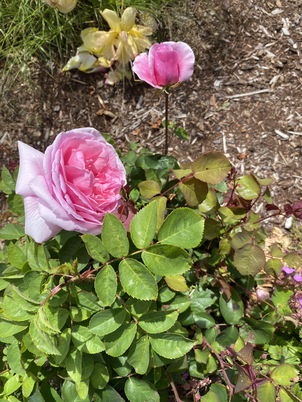 4 B797 D81 E579 4 C8 D A308 FC509 D7 D63 A2 — Postimages