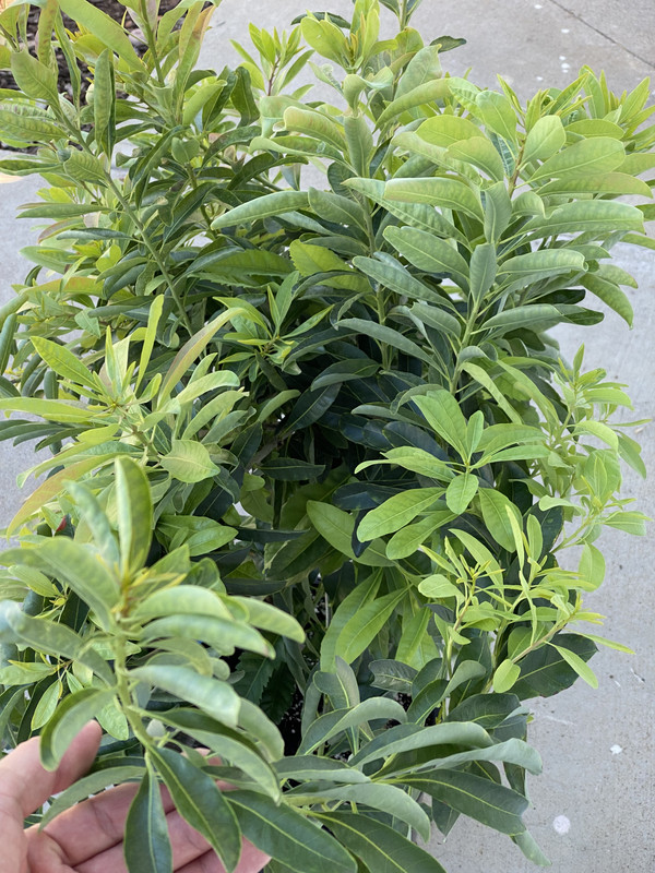 8992 FBC3 0 F11 4451 A53 D 7 B98058424 A4 — Postimages