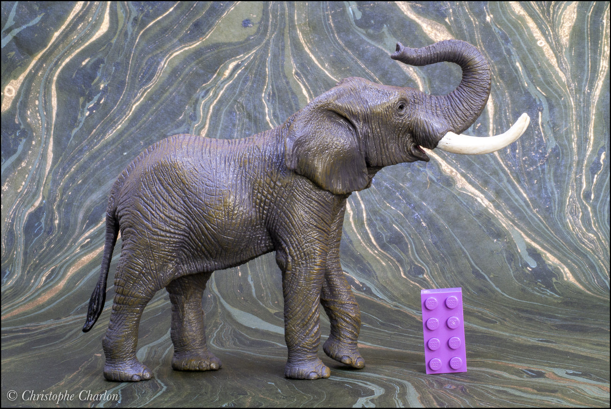 Mojo 2021 African elephant: a Walkaround by Kikimalou