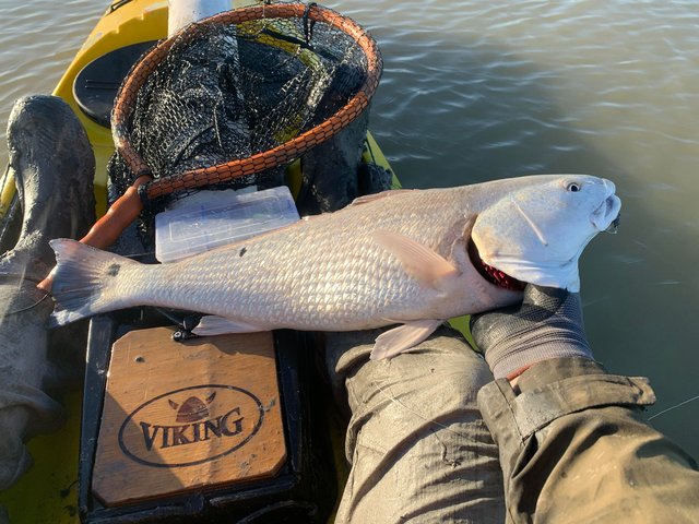 Bulls on parade | 2 Cool Fishing Forum