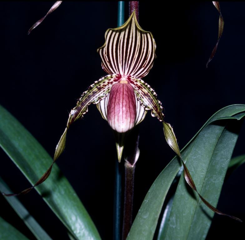 Paph Susan Booth | Slippertalk Orchid Forum
