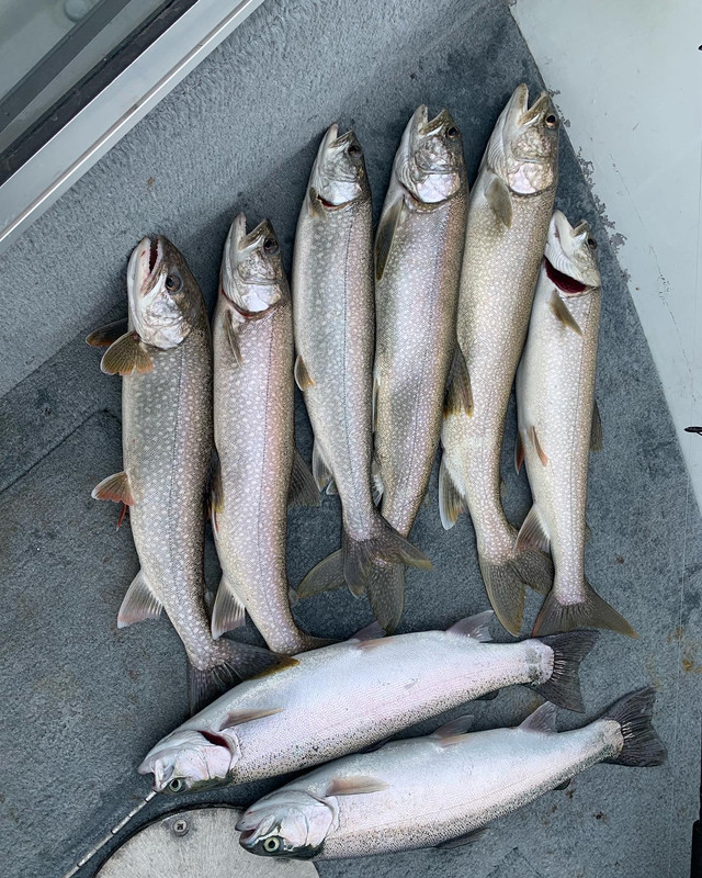 A81049 C0 BA2 E 4 DEC B4 A4 198 AF97989 EF — Postimages