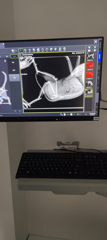 Cat disc displacement : r/AskVet