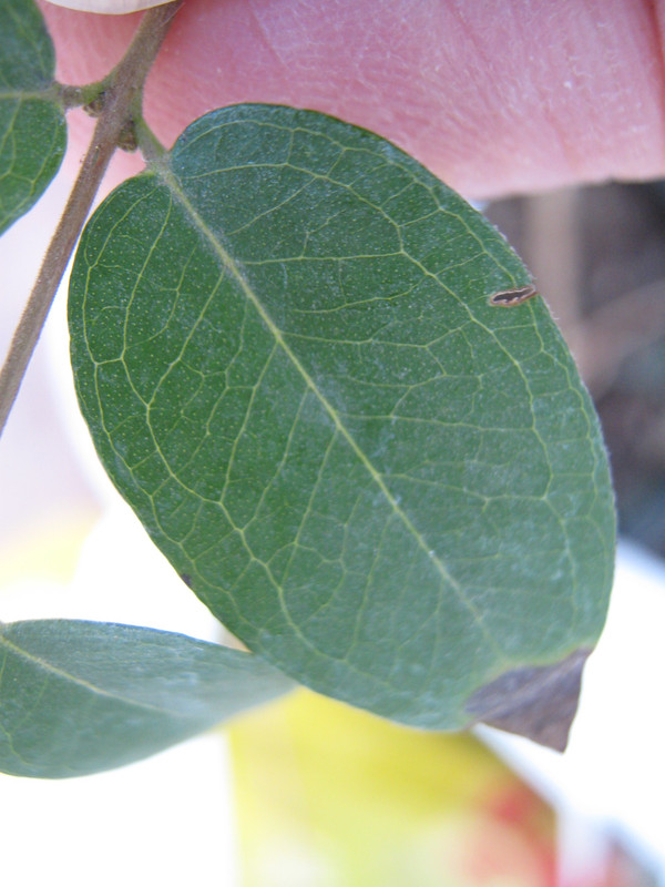 jaboticabas id paraguay leaf 3 — Postimages