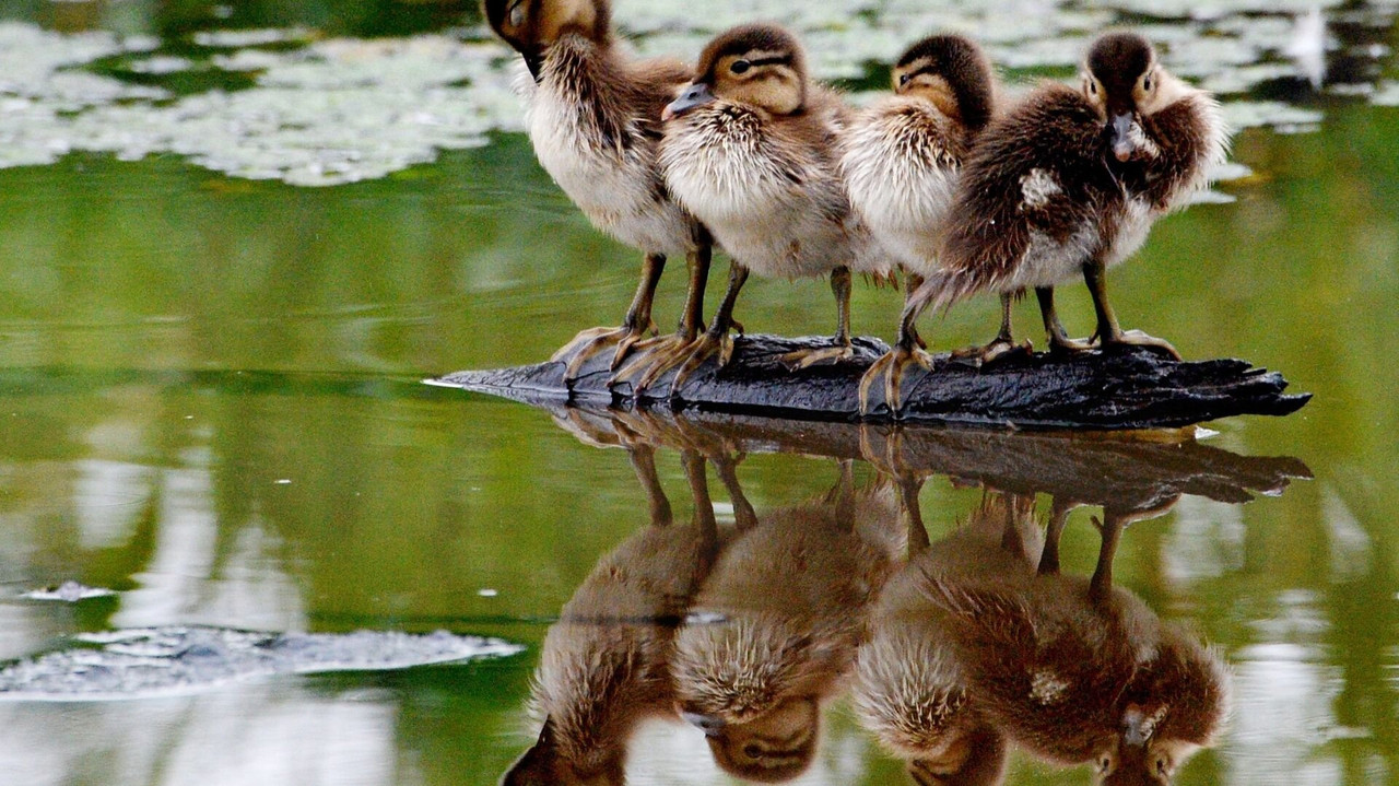 1695497944 animals pibig info p utka mandarinka detenishi vkontakte 18 — Postimages