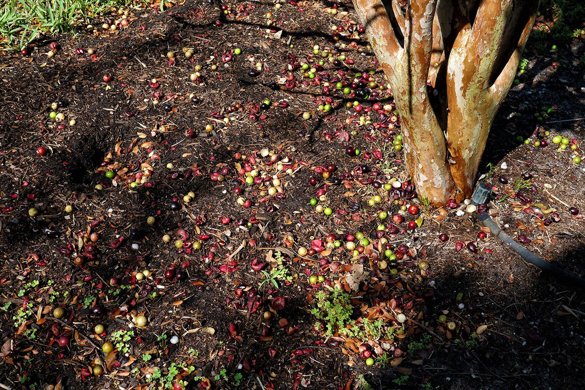 fallen fruit from 4 1 15b — Postimages