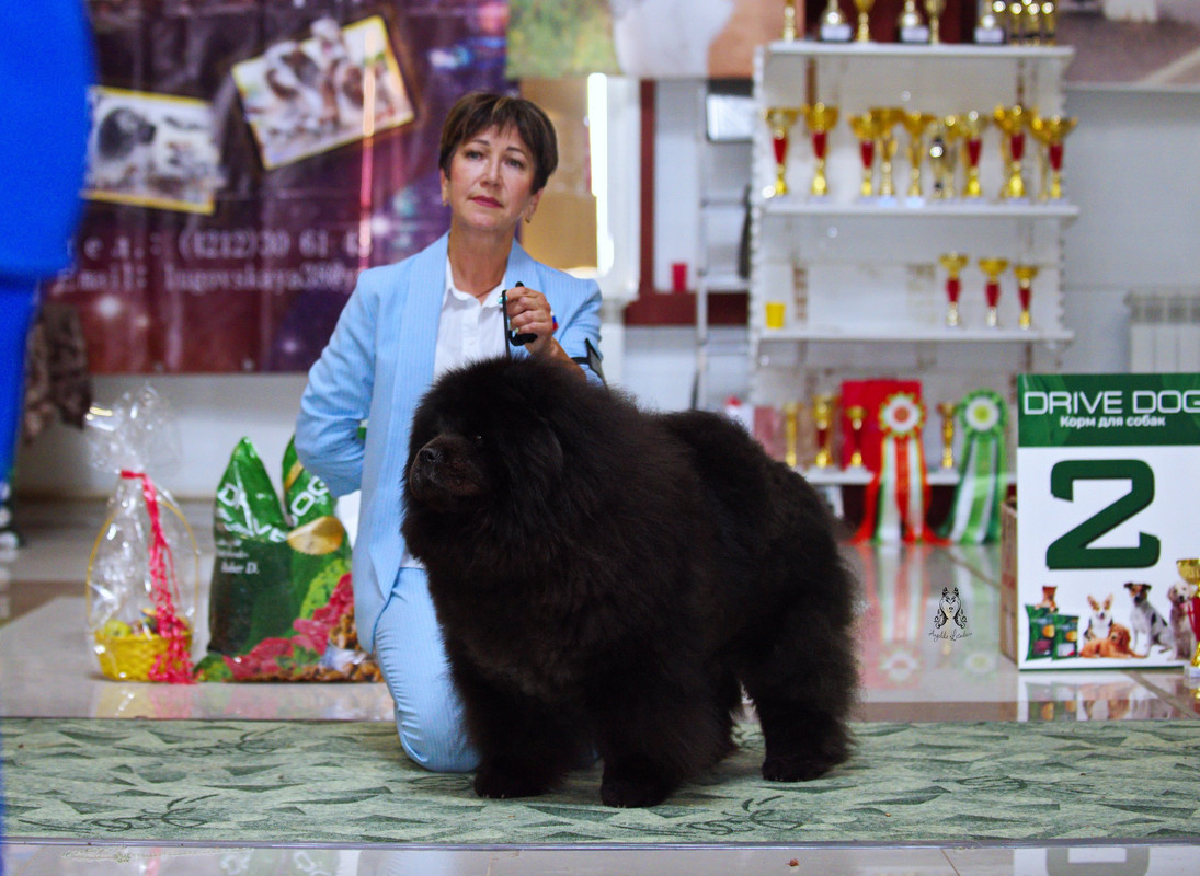 DSC 2015 — Postimages