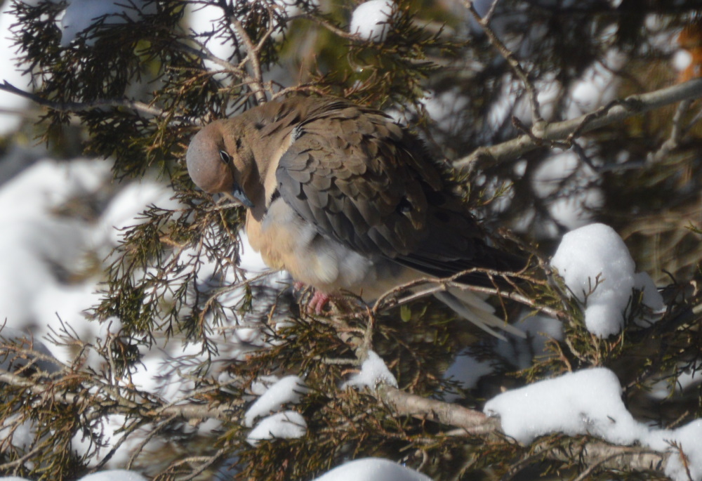 What kind of birds are these in Northern IL? Looks like a Dove/Pidgeon ...