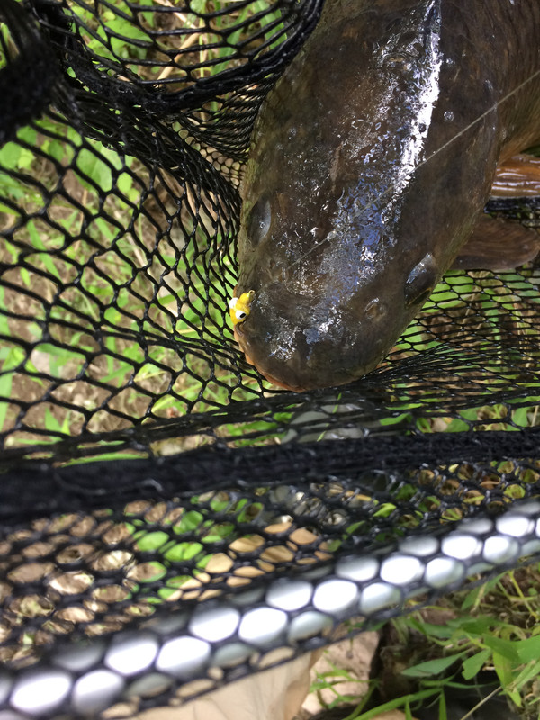 IMG 3495 — Postimages