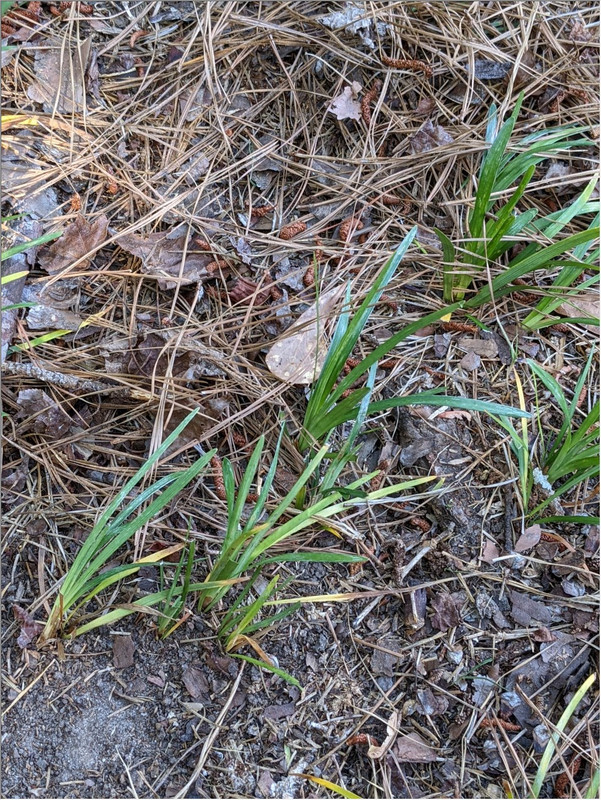 i view64 c0vf XNel K6 — Postimages