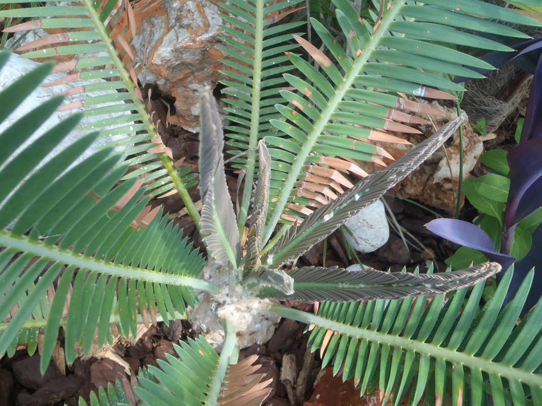 Dioon edule