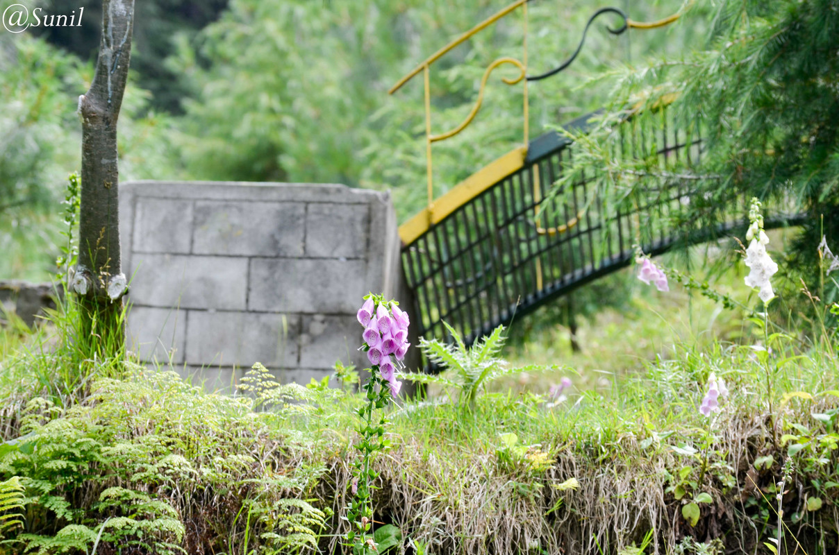 Wild Flowers on the road to Khajjiar………!!! | Joy Club
