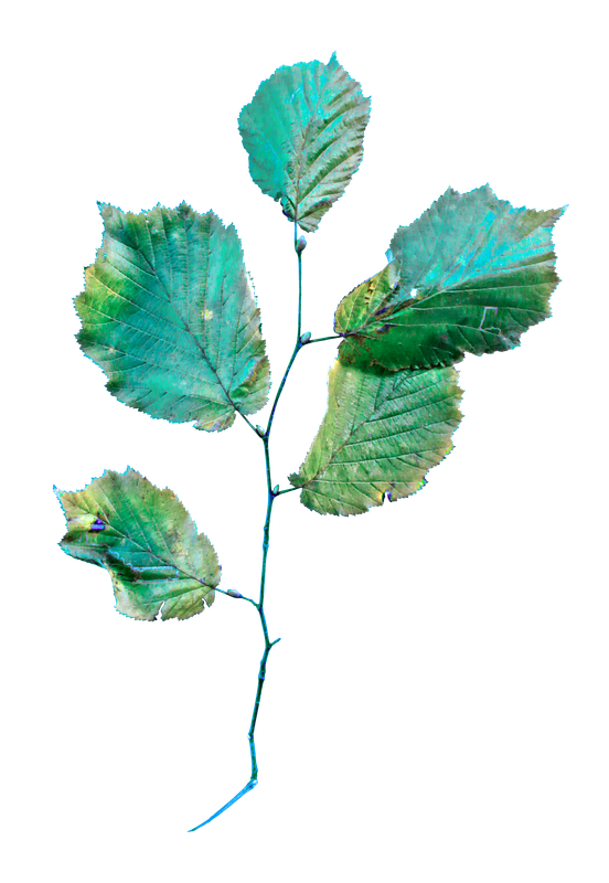 Element 101 — Postimages