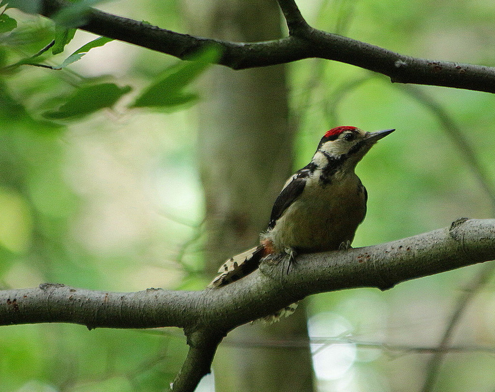 IMG 5964 1 1 1 — Postimages