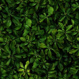 nature tropicalleaves01[1] — Postimages