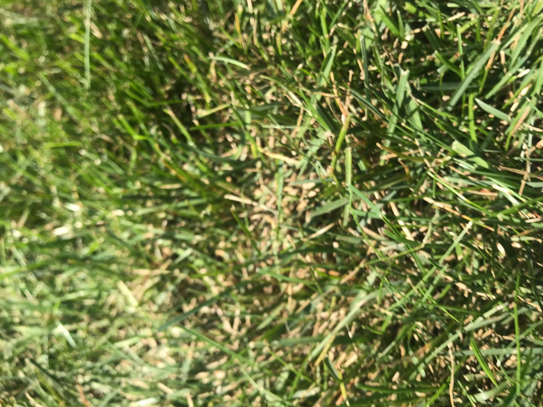 lawn3 — Postimages