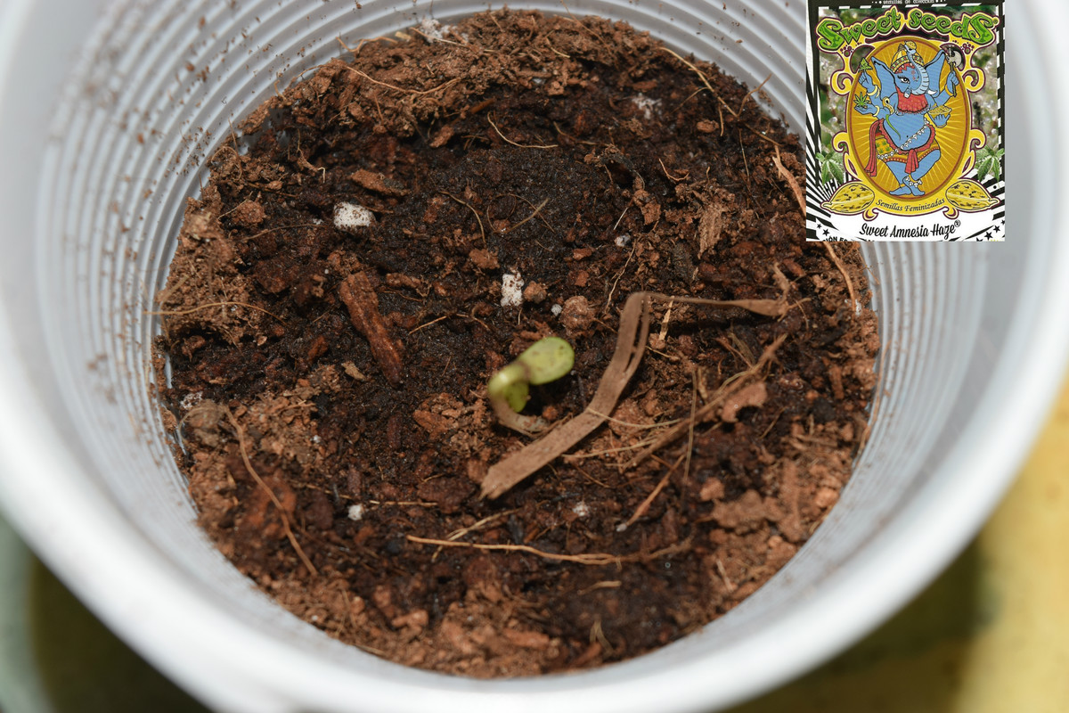 DSC 0156 — Postimages