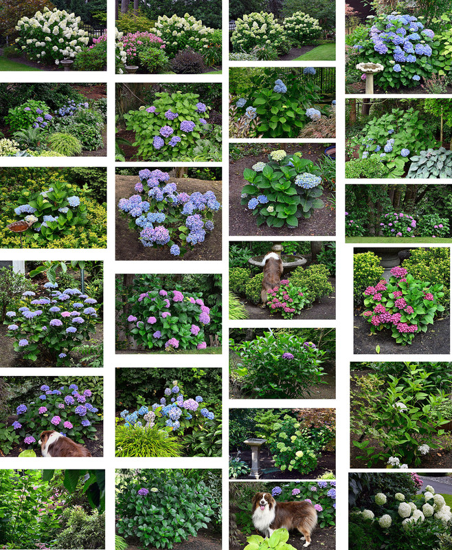 Hydrangea Collage 2000pi — Postimages