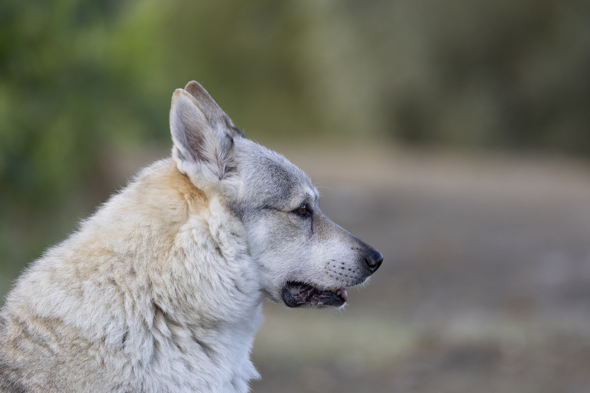 DAN 2352 — Postimages