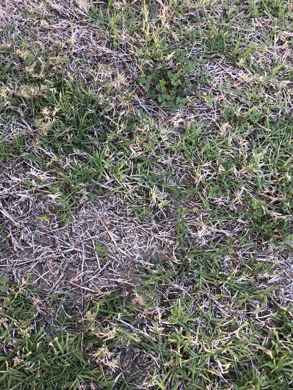 Bermuda Problem | Lawn Care Forum