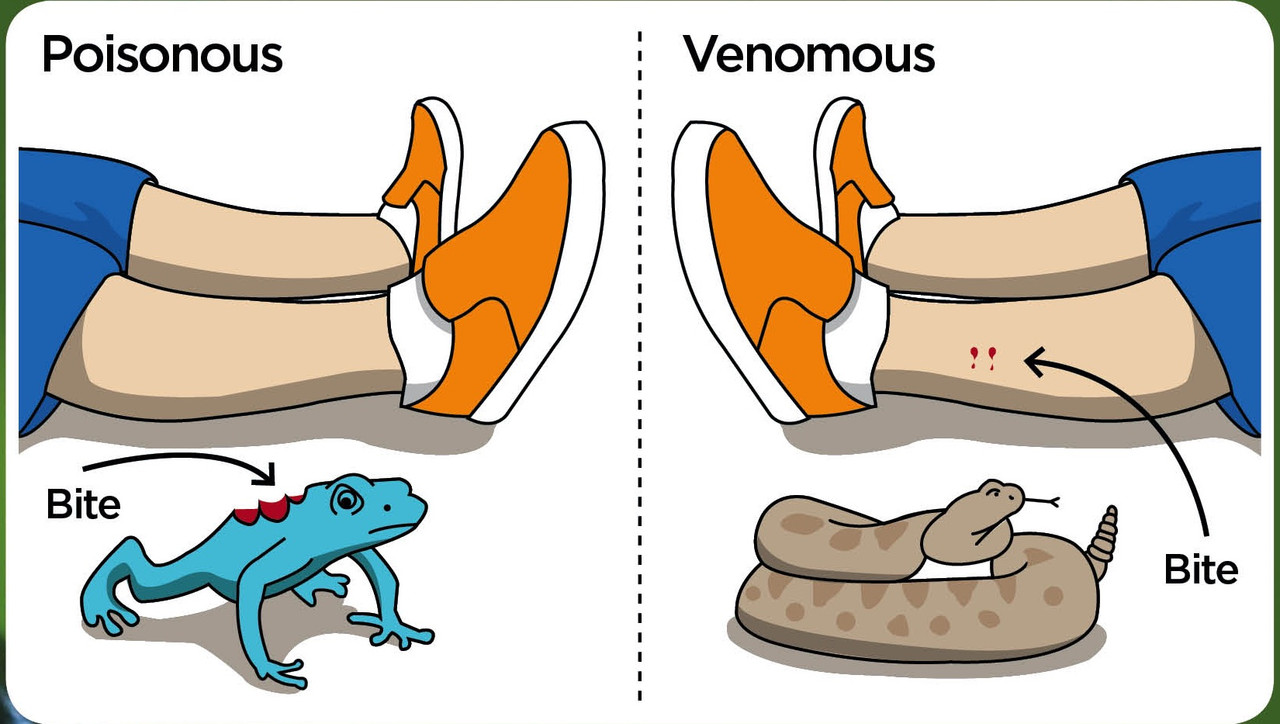 Are coy fish edible or did I just poison my wife? - AR15.COM
