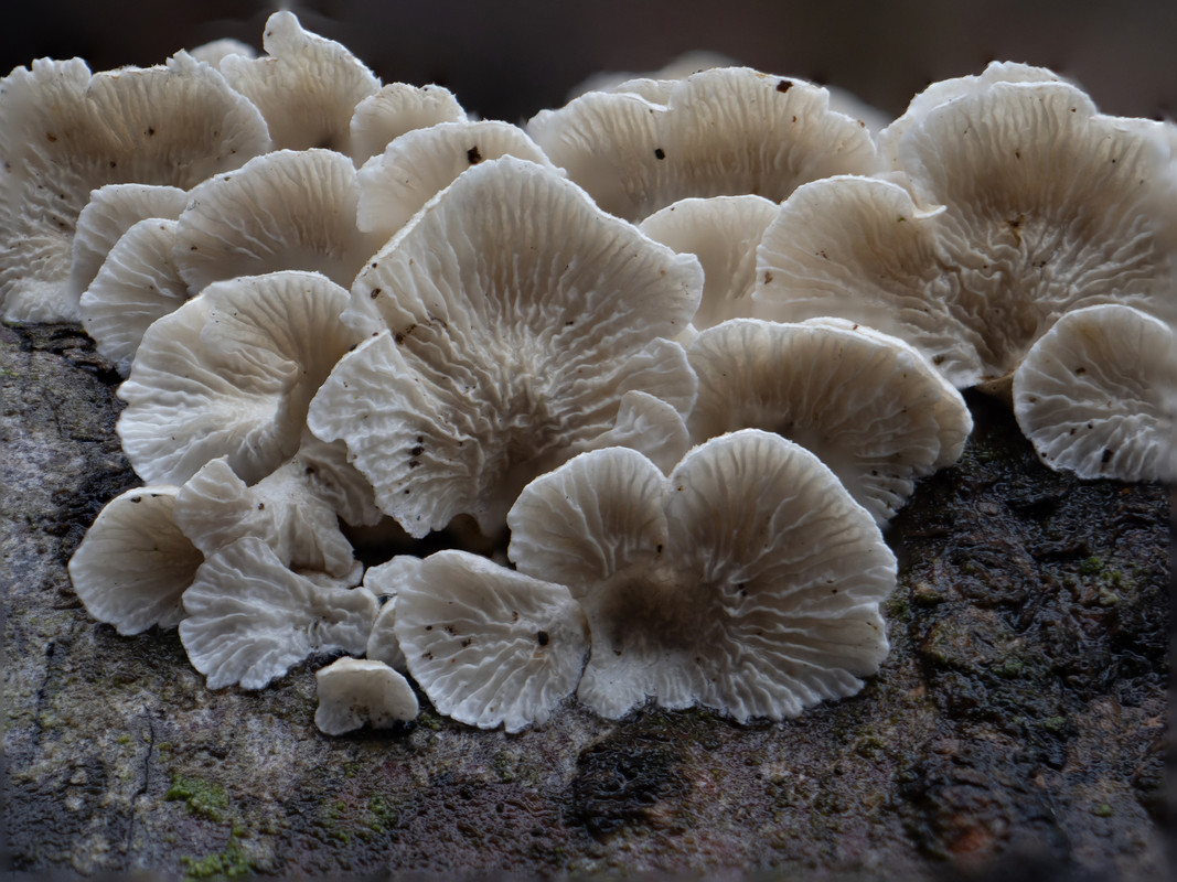 PS STACK — Postimages