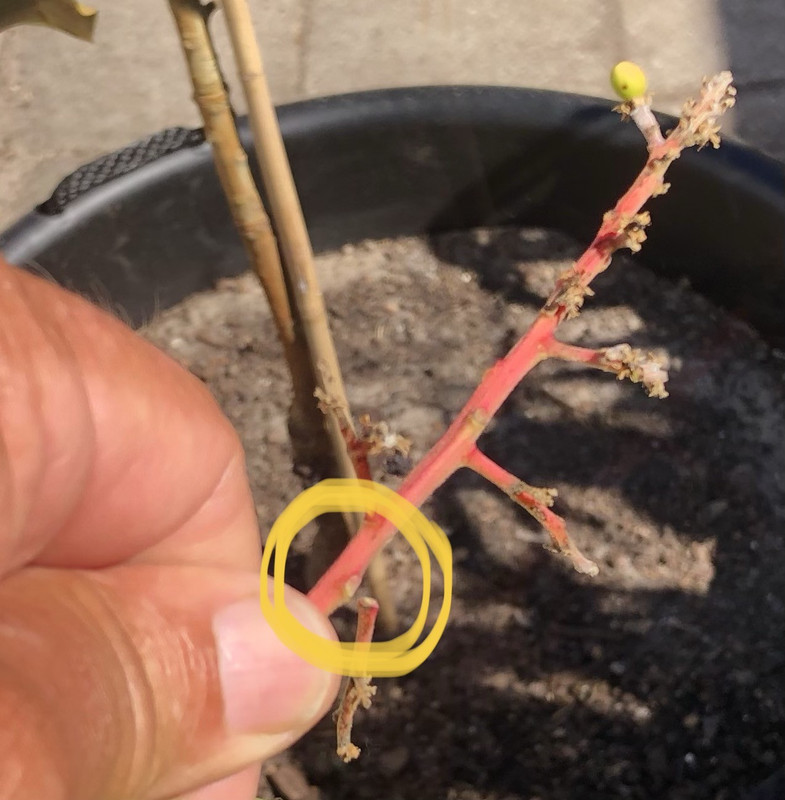 Panicle Branch by a Thread — Postimages