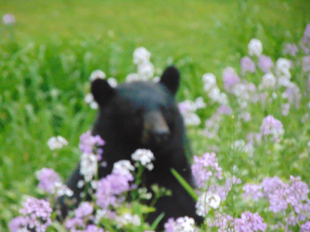 Bear Thursday 2 — Postimages