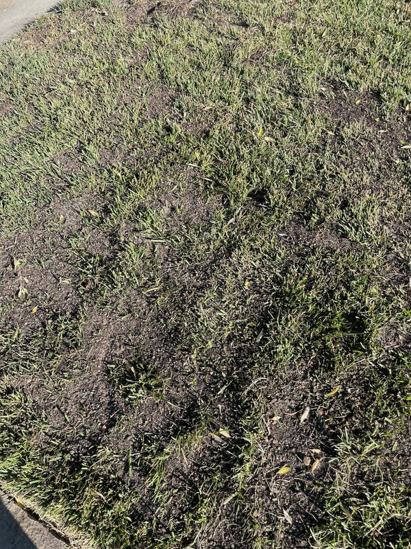 Top Dressing 3 — Postimages