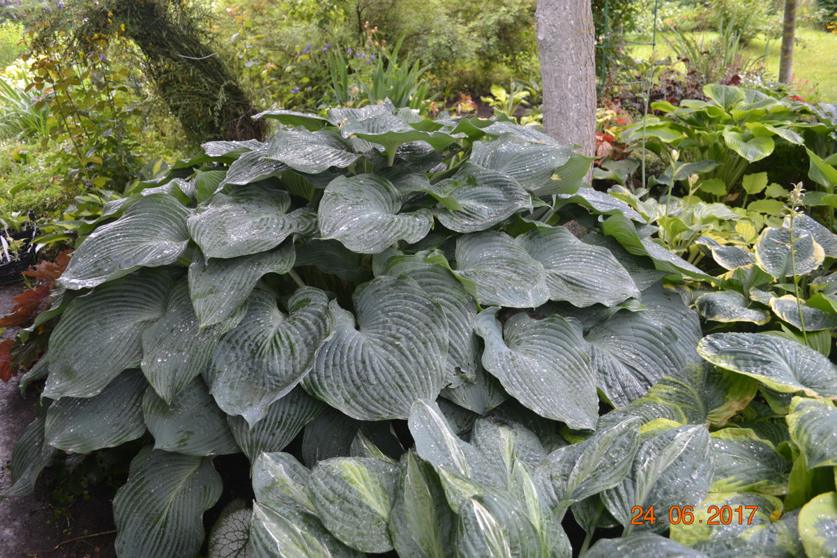 Копия DSC 0534 — Postimages