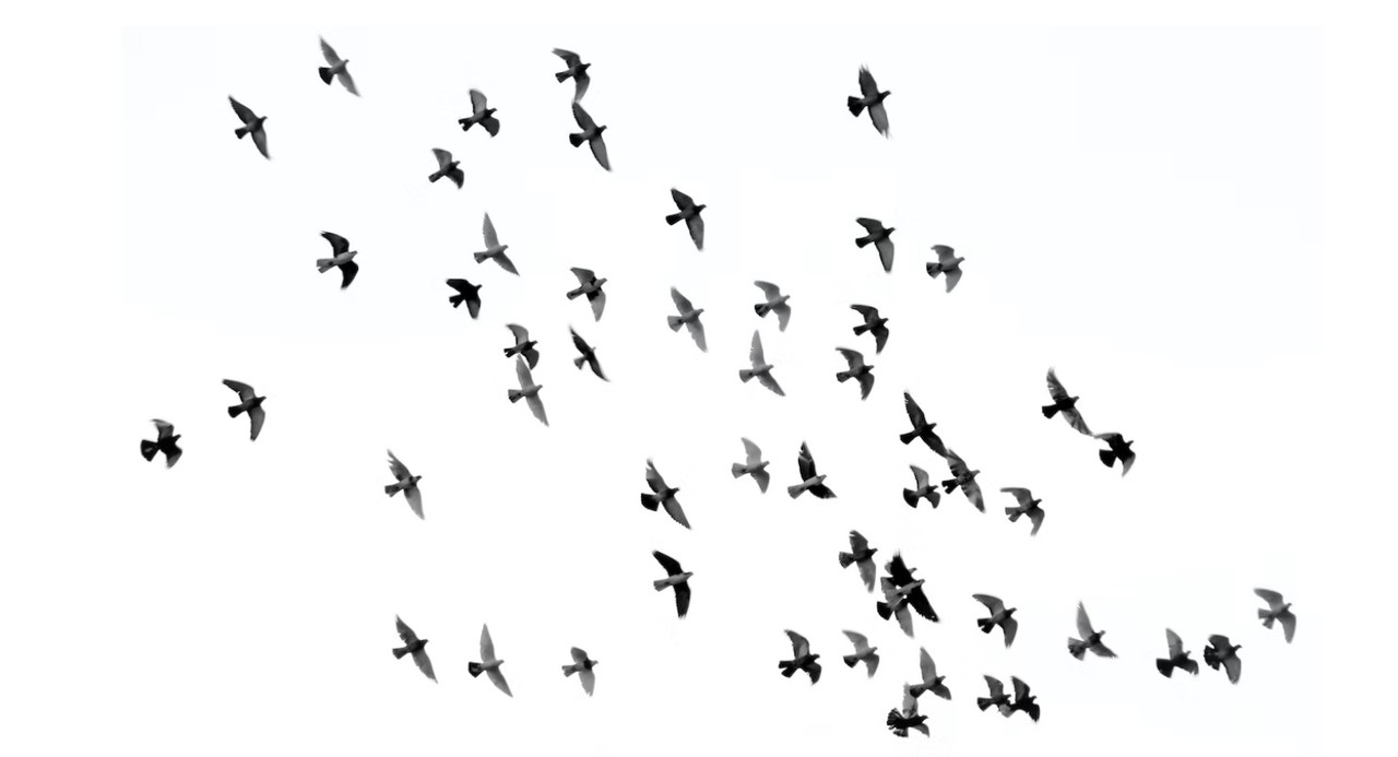 Les oiseaux migrateurs - Sciences - Twinkl