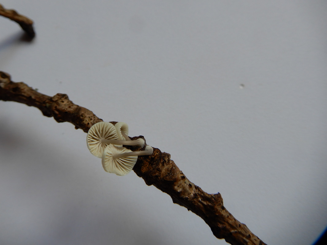 query Mycena tenerrima DSCN8579, 8577 underside — Postimages