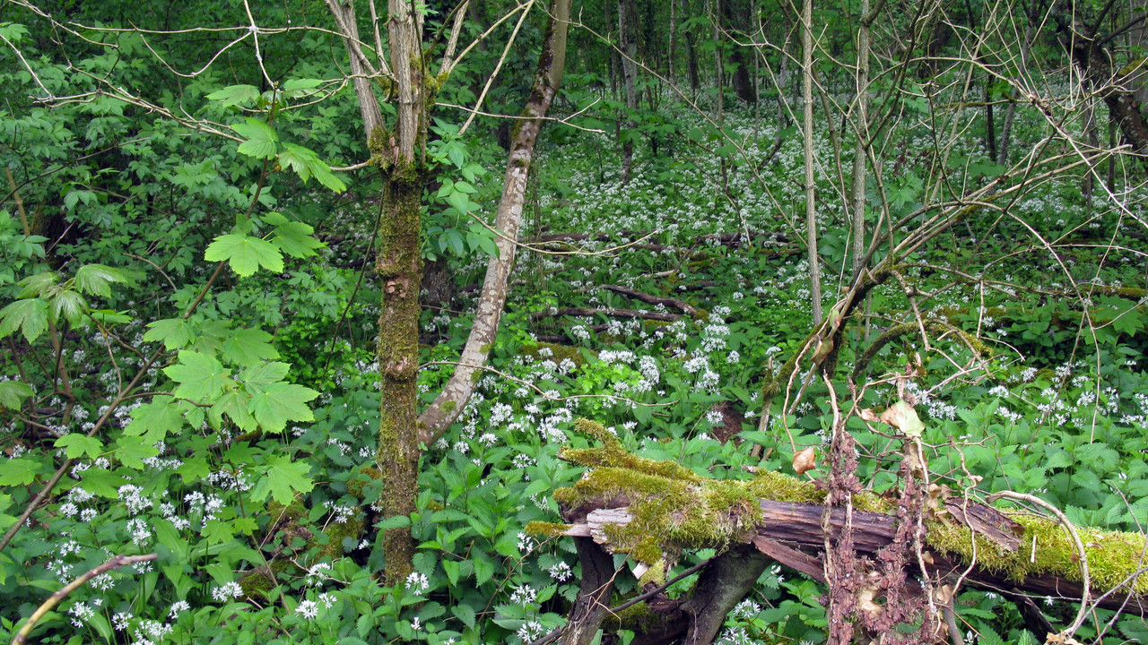 IMG 7002 — Postimages