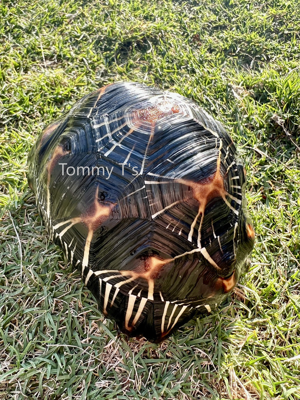 Rad A Side Profile — Postimages