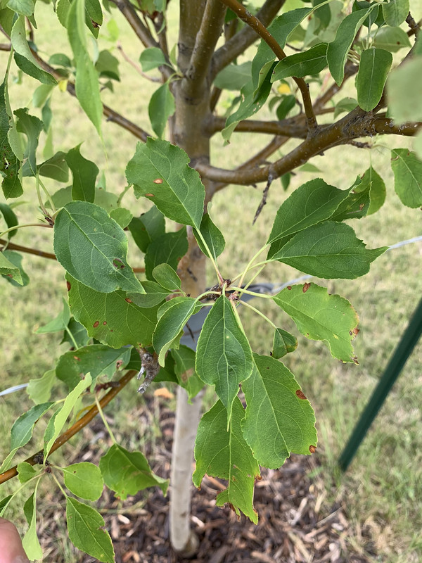 Rust spots and wilting on crabapple tree | Lawn Care Forum